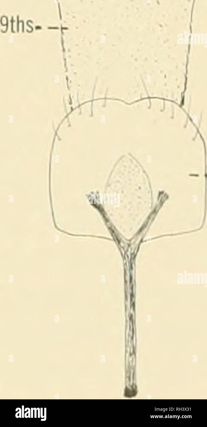 Nodulus hi-res stock photography and images - Alamy