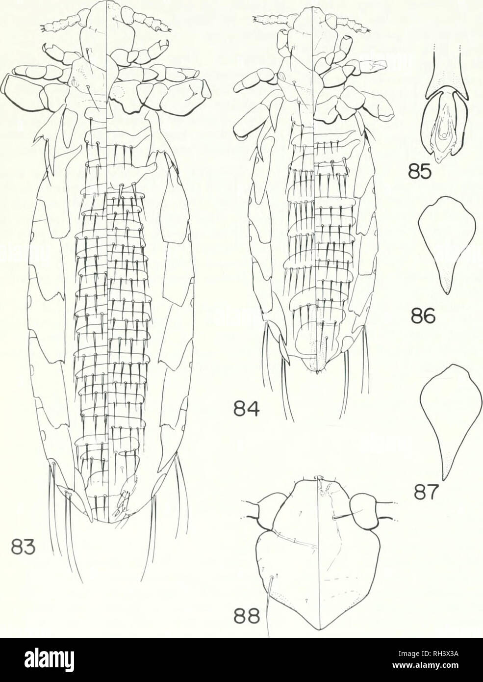 . Brigham Young University science bulletin. Biology -- Periodicals. 26 ...