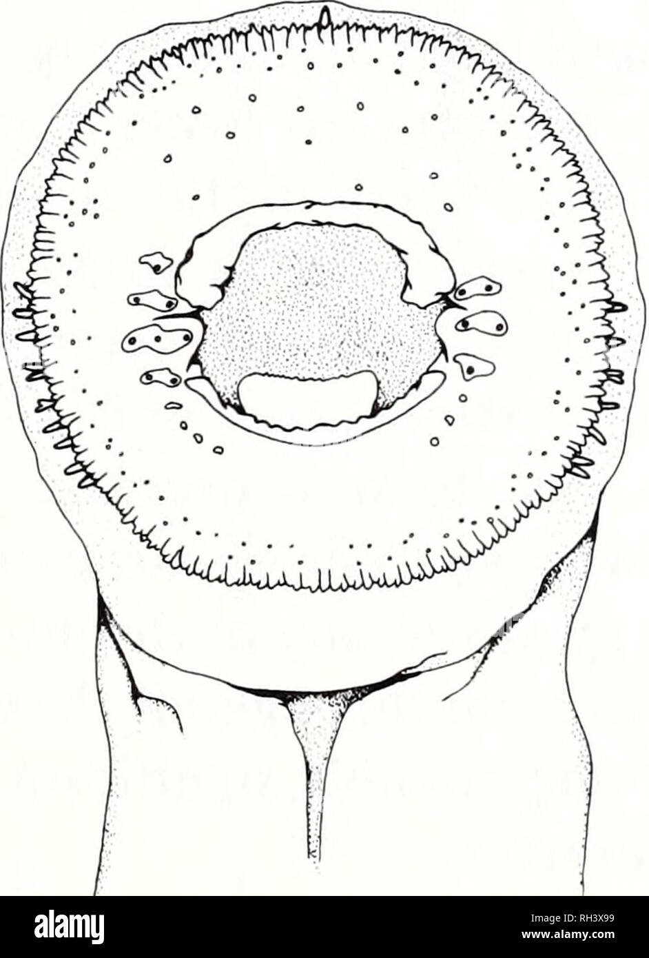 . Brimleyana. Zoology; Ecology; Natural history. Least Brook Lamprey in ...