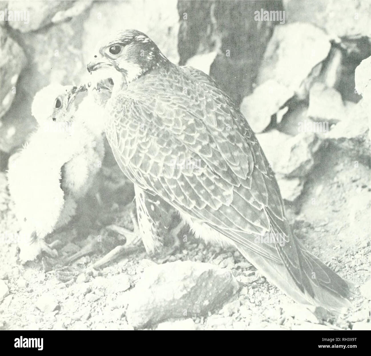Prairie falcon feeding hi-res stock photography and images - Alamy