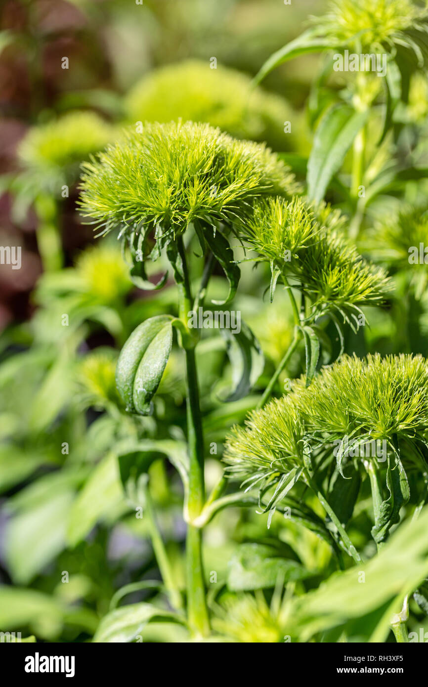 Green Trick Dianthus Wedding