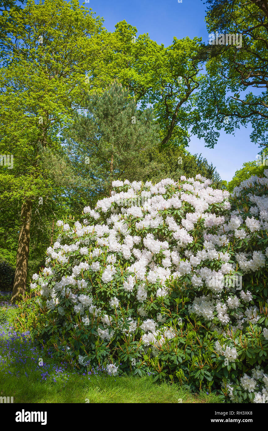 Flowering white rhododendron rhododendron hi-res stock photography and ...