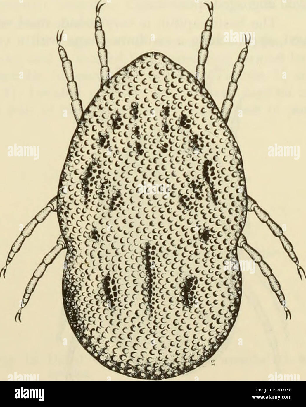 Three host tick hi-res stock photography and images - Alamy