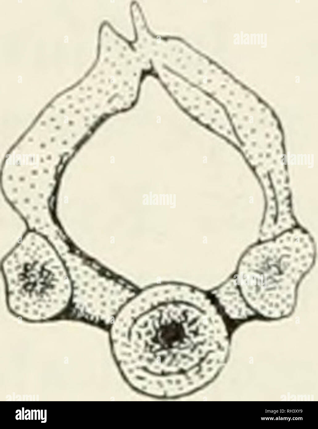 Pharyngeal arches hi-res stock photography and images - Alamy