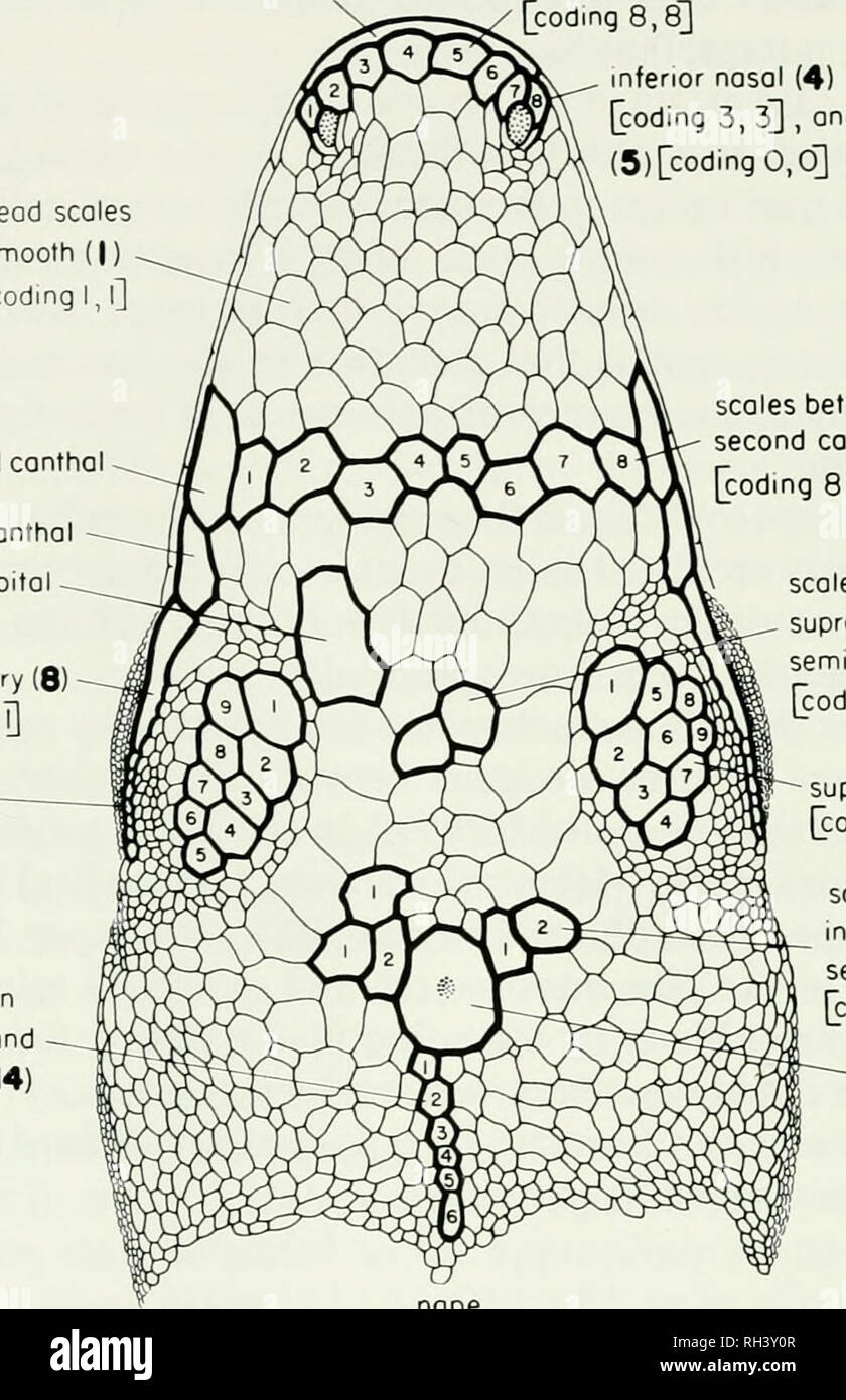. Breviora. 20 BREVIORA No. 502 rostral postrostrals (3) [coding 8,8 ...