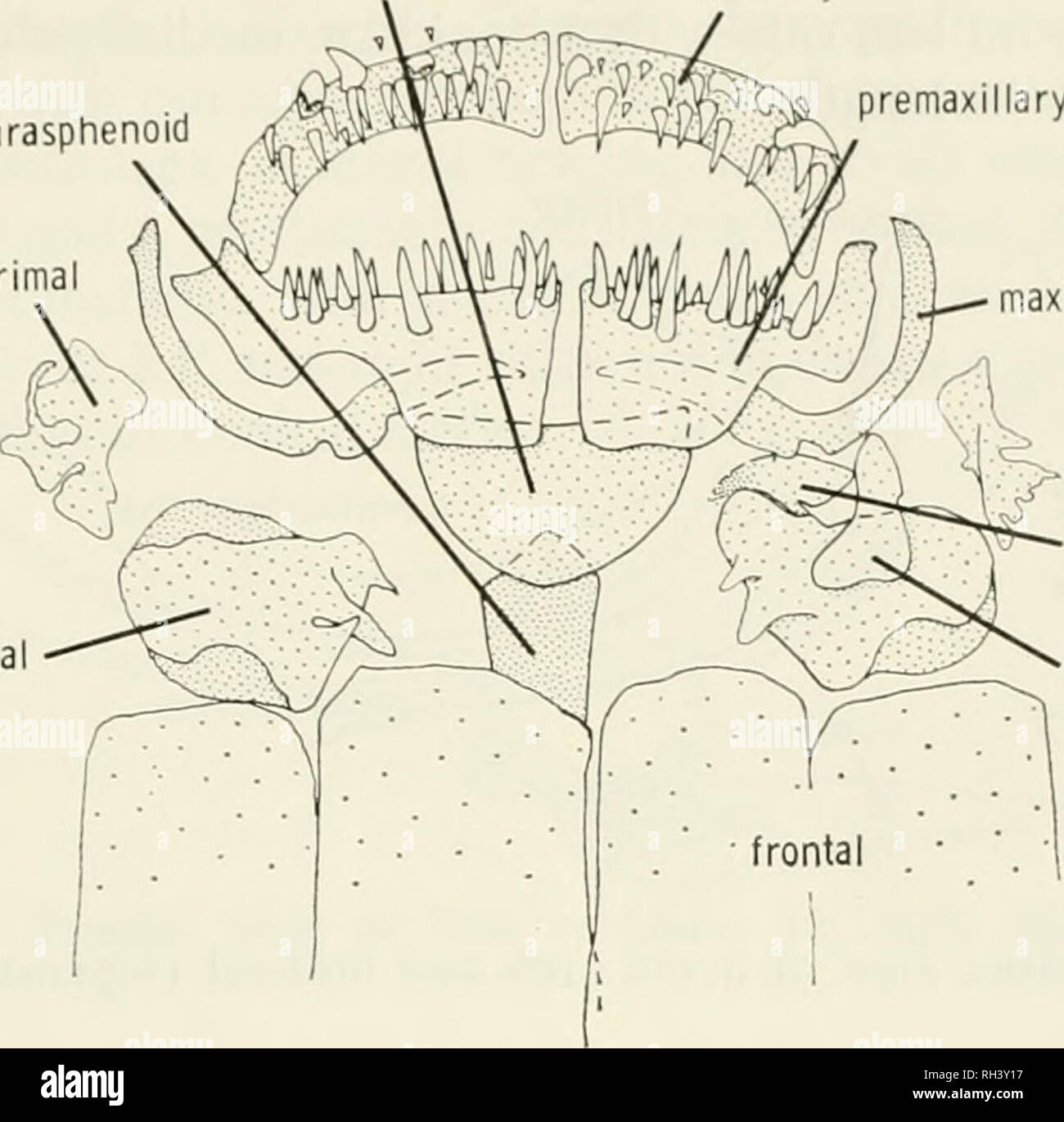 . Breviora. 1970 AMAZONIAN CYPRINODON T MSH 15 mesethmoid dentary ...