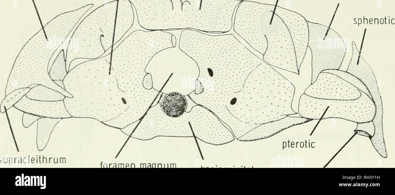 . Breviora. 14 BREVIORA No. 347 exoccipital supraoccipital / epiotic ...