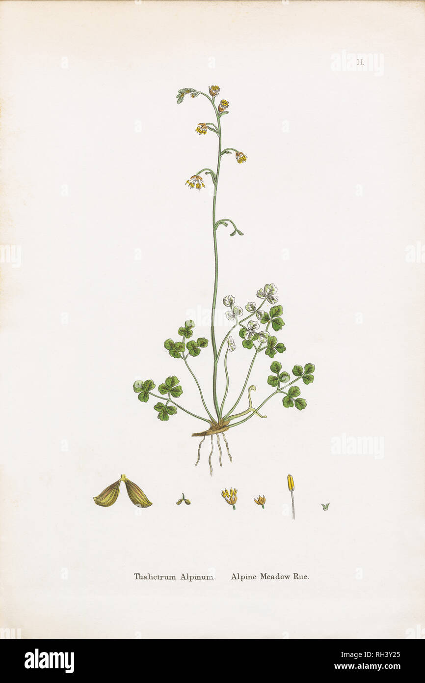 Antique Hand-Colored English Victorian Botanical Illustration, Circa ...