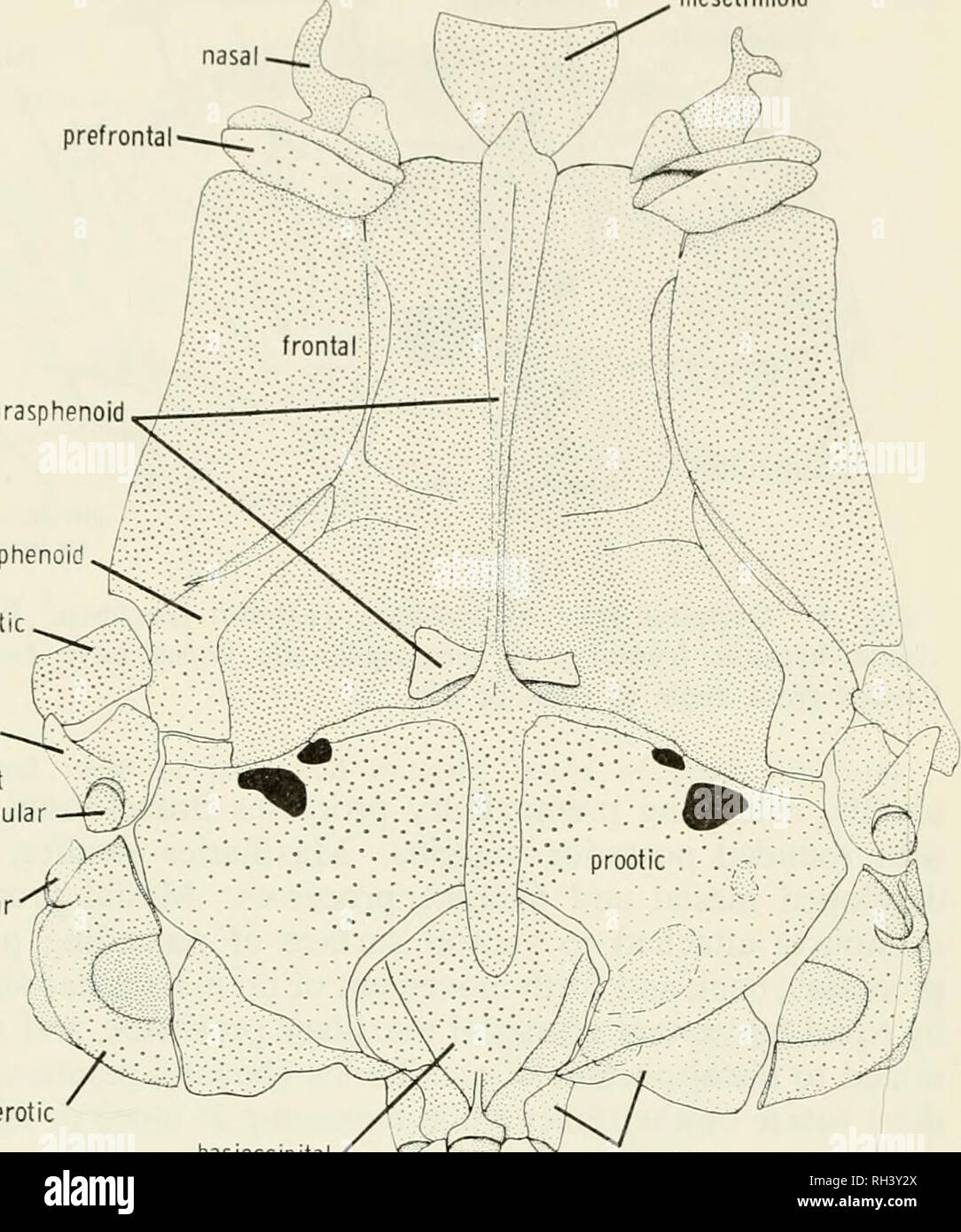 . Breviora. 1970 AMAZONIAN CYPRINODONT FISH 13 mesethmoid prefrontal ...