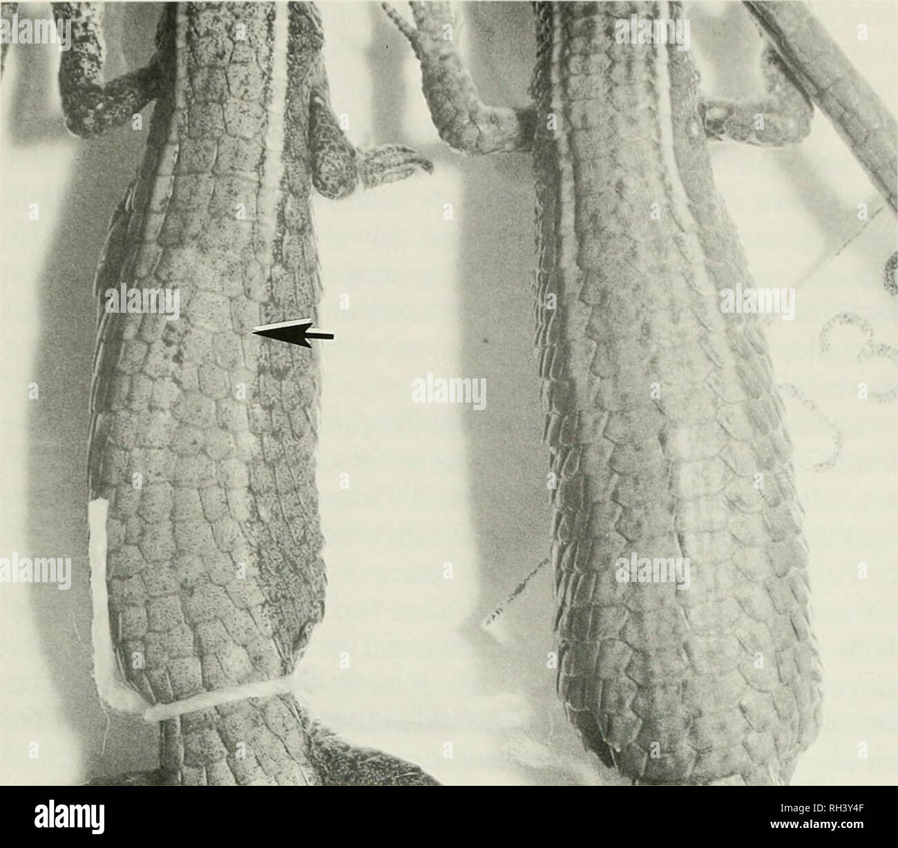 . Breviora. 1994 NEW TEIID LIZARD FROM PERU 13. Figure 4. Comparison of ...