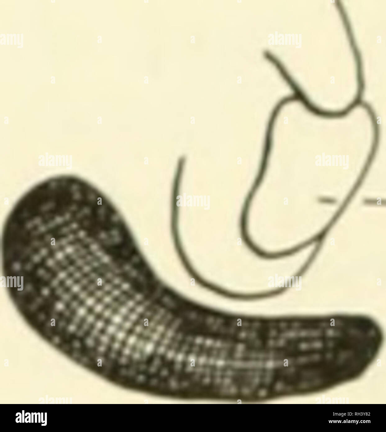 . Brigham Young University science bulletin. Biology -- Periodicals ...