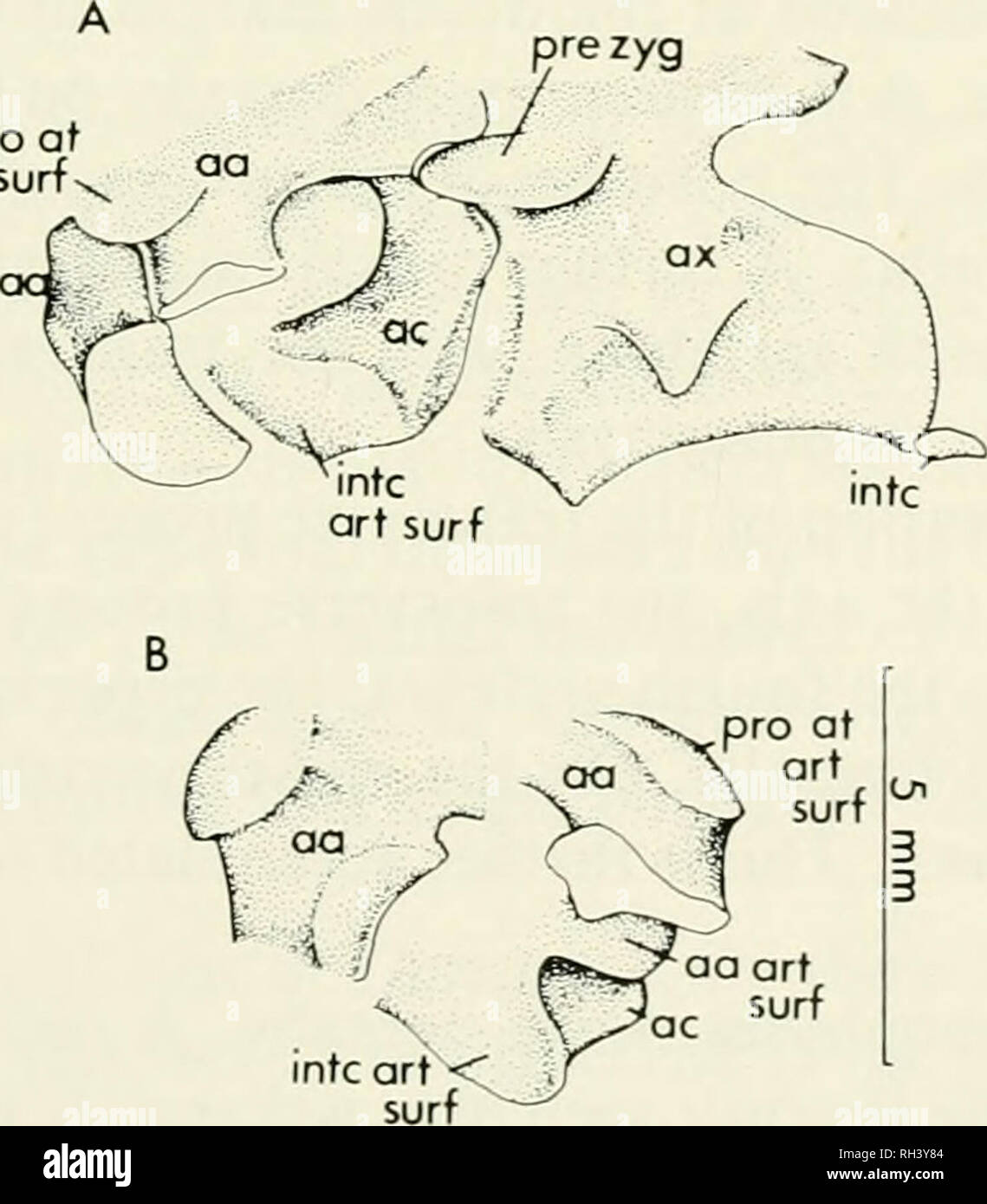 . Breviora. 1981 THE DROMASAURS 13 by the transverse flange of the ...