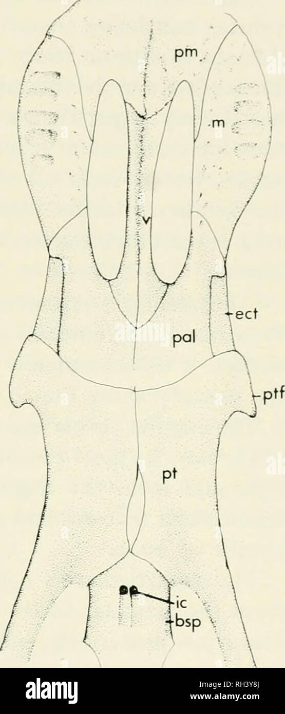 . Breviora. . Figure 5. The palate of Galeops whaitsi. A) as preserved ...