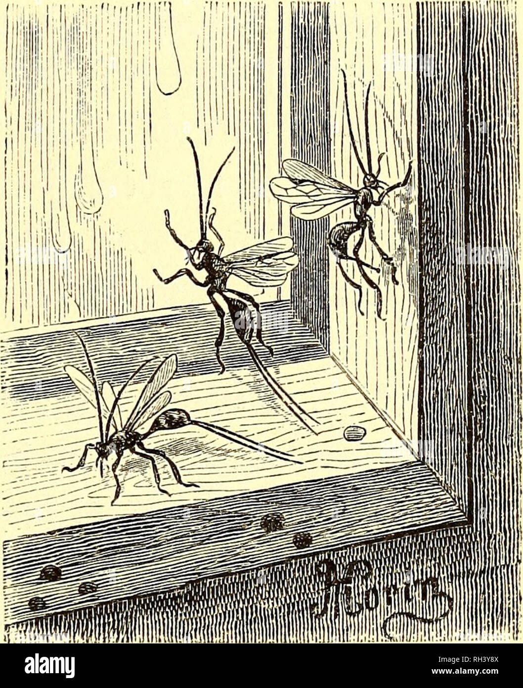 Manducator High Resolution Stock Photography and Images - Alamy