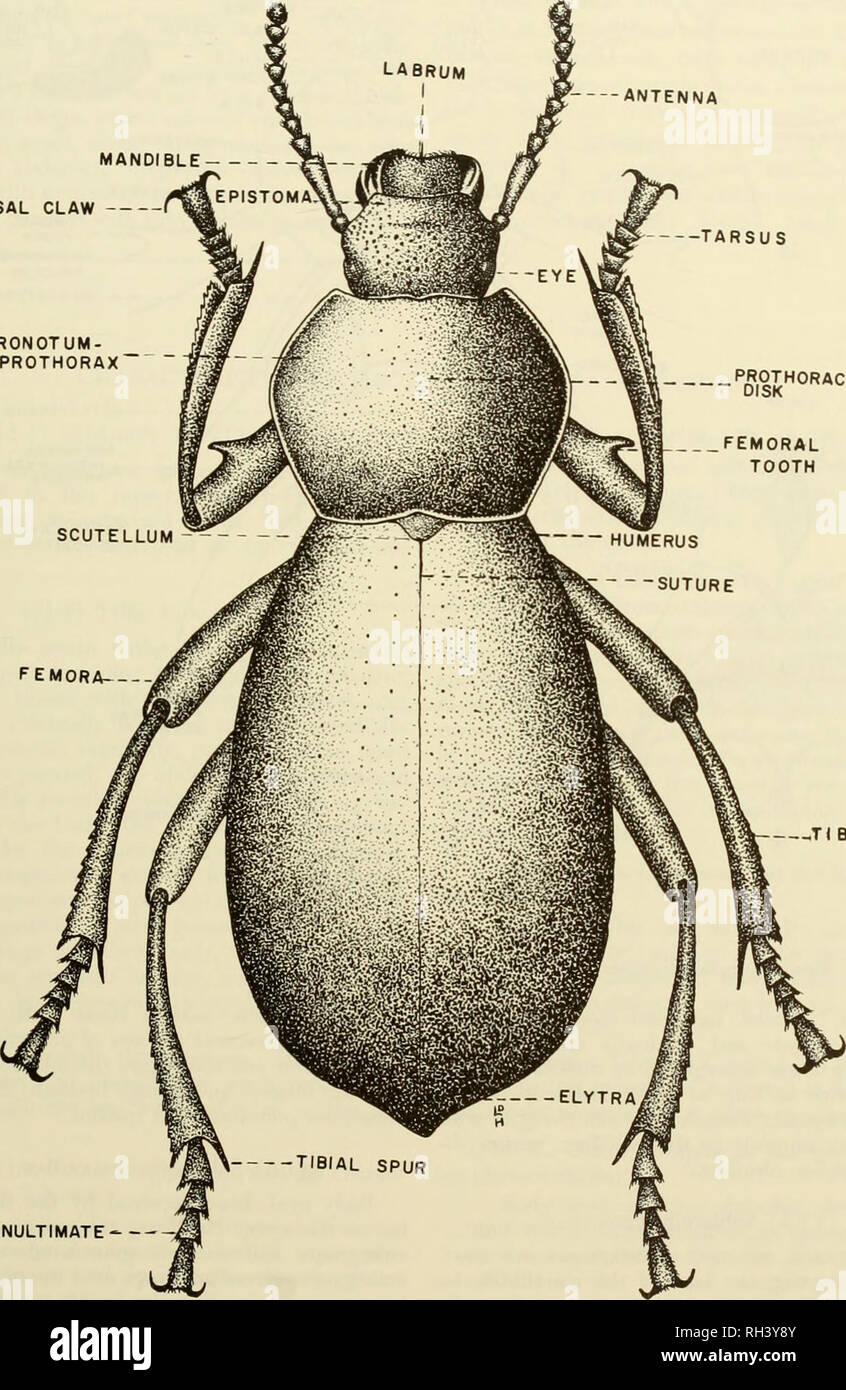 Tarsal claw hi-res stock photography and images - Alamy