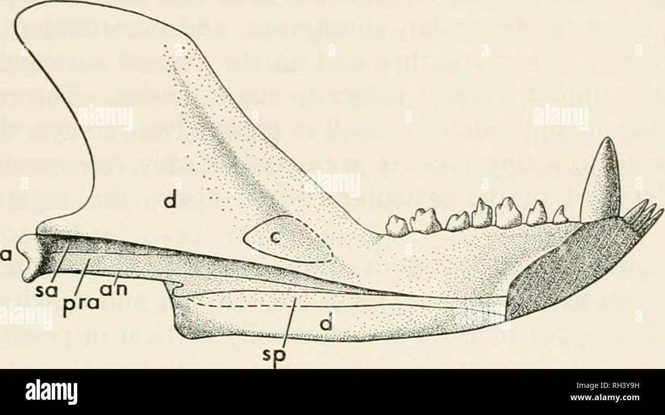 . Breviora. 1970 PROBAINOGNATHUS JENSENI posterior end of the tooth-row ...