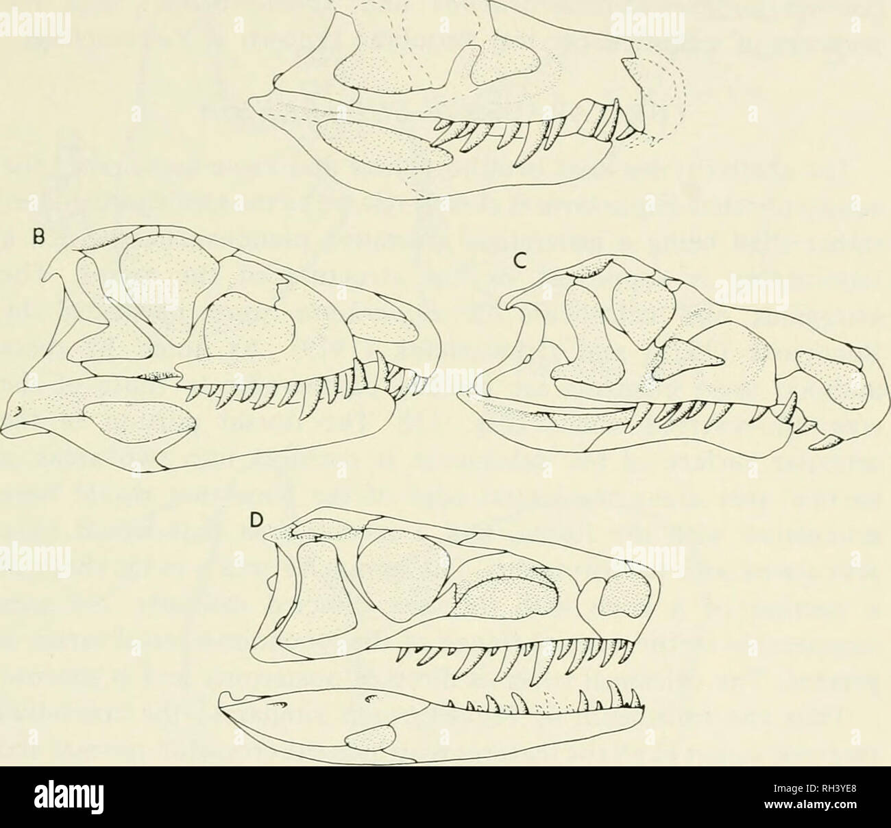. Breviora. 1981 THE ORIGIN OF THE CROCODIEOID TARSI 17. Figure 10. The ...