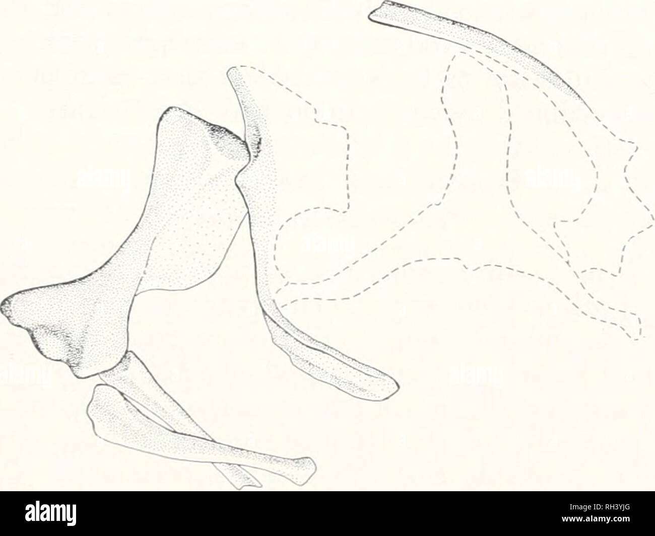 . Breviora. Figure 12. One surface of a block containing material of ...