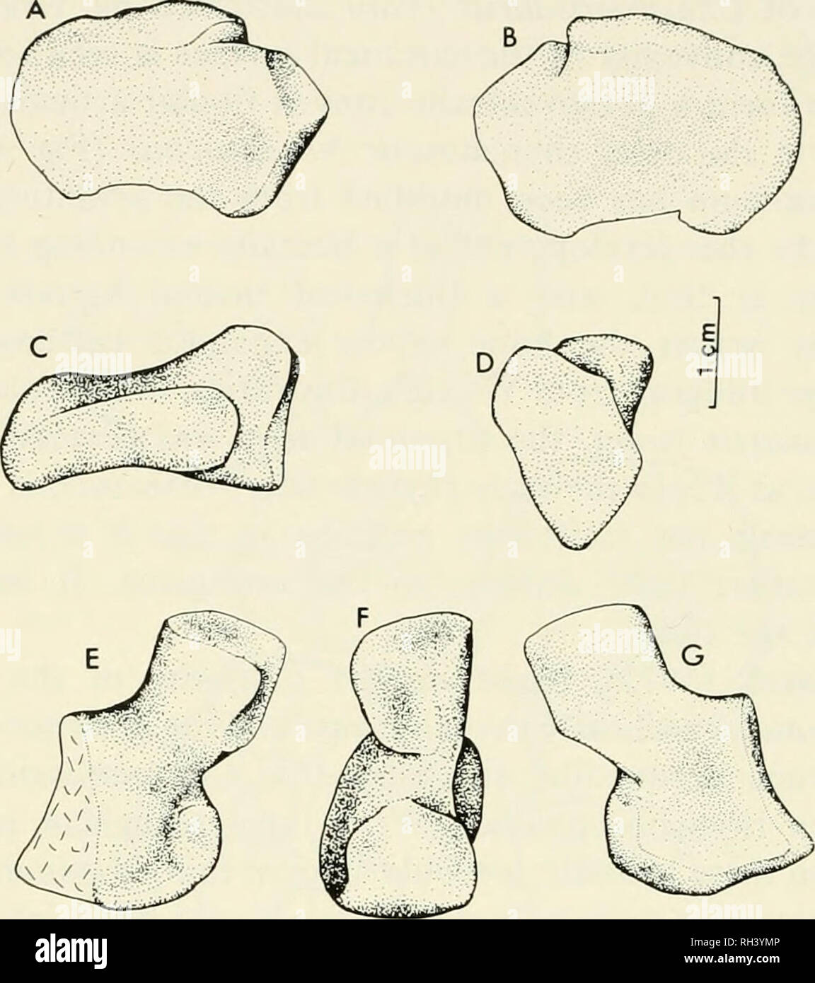 . Breviora. BREVIORA No. 464. Figure 4. The right astragalus and ...