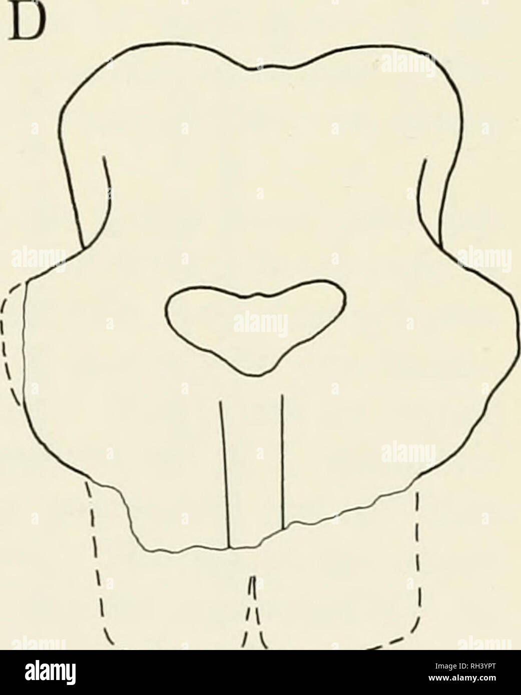 . Breviora. . Figure 4. Diagrammatic comparison of skull shape for ...