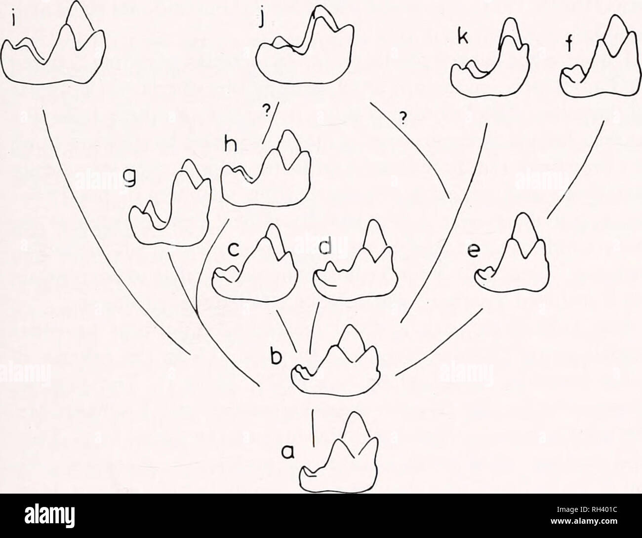 . Breviora. 1978 MAMMALIAN TEETH OF TRIBOSPHENIC PATTERN 23 ...