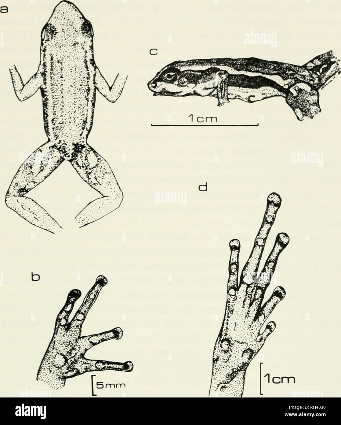. Breviora. 1991 NEW COLOSTETHUS FROM SOUTH AMERICA 21. Figure 5. MCZ-A ...