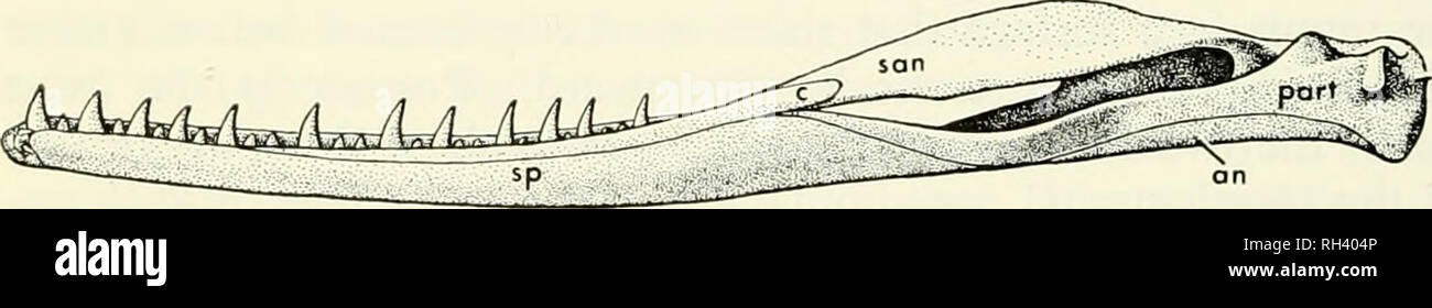 . Breviora. 12 BREVIORA No. 379 upper margin of the ramus, whence a ...