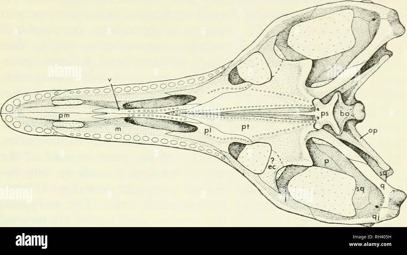 . Breviora. 1971 CHANARESUCHUS AND GUALOSUCHUS. Figure 3 ...