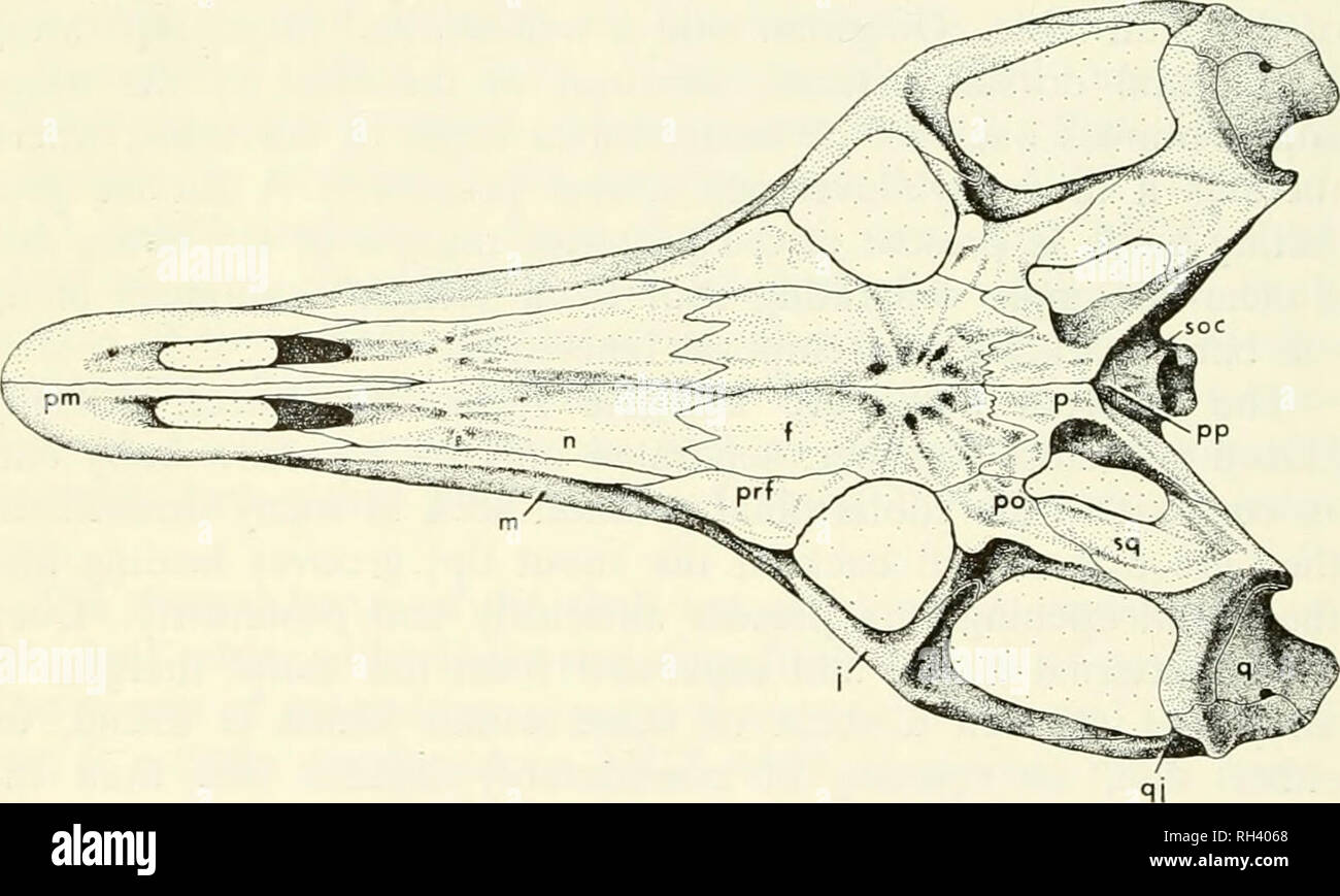 Lateral fenestra hi-res stock photography and images - Alamy