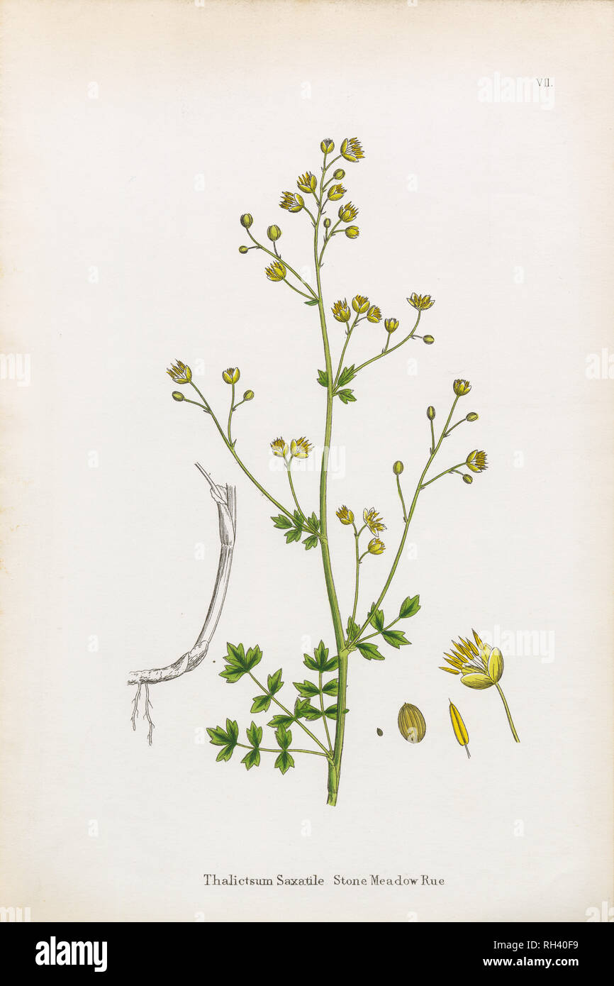 Antique Hand-Colored English Victorian Botanical Illustration, Circa ...