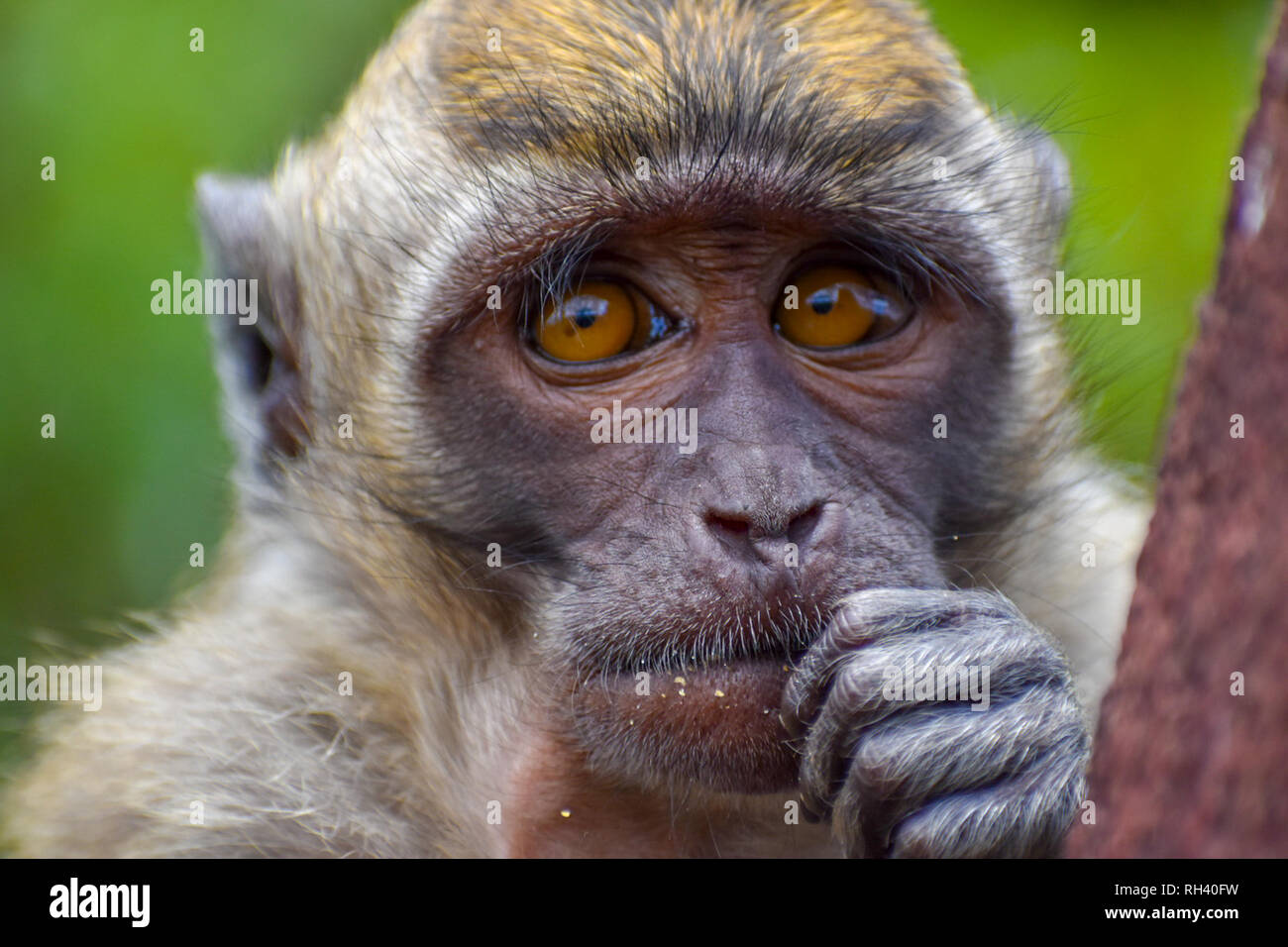 Monkey and human hand hi-res stock photography and images - Alamy