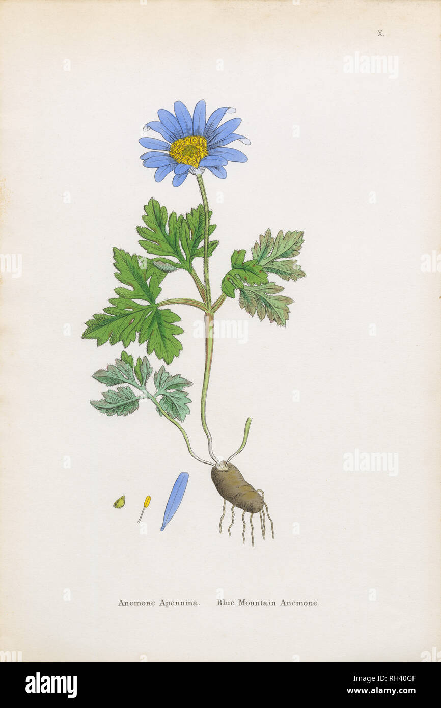 Antique Hand-Colored English Victorian Botanical Illustration, Circa ...