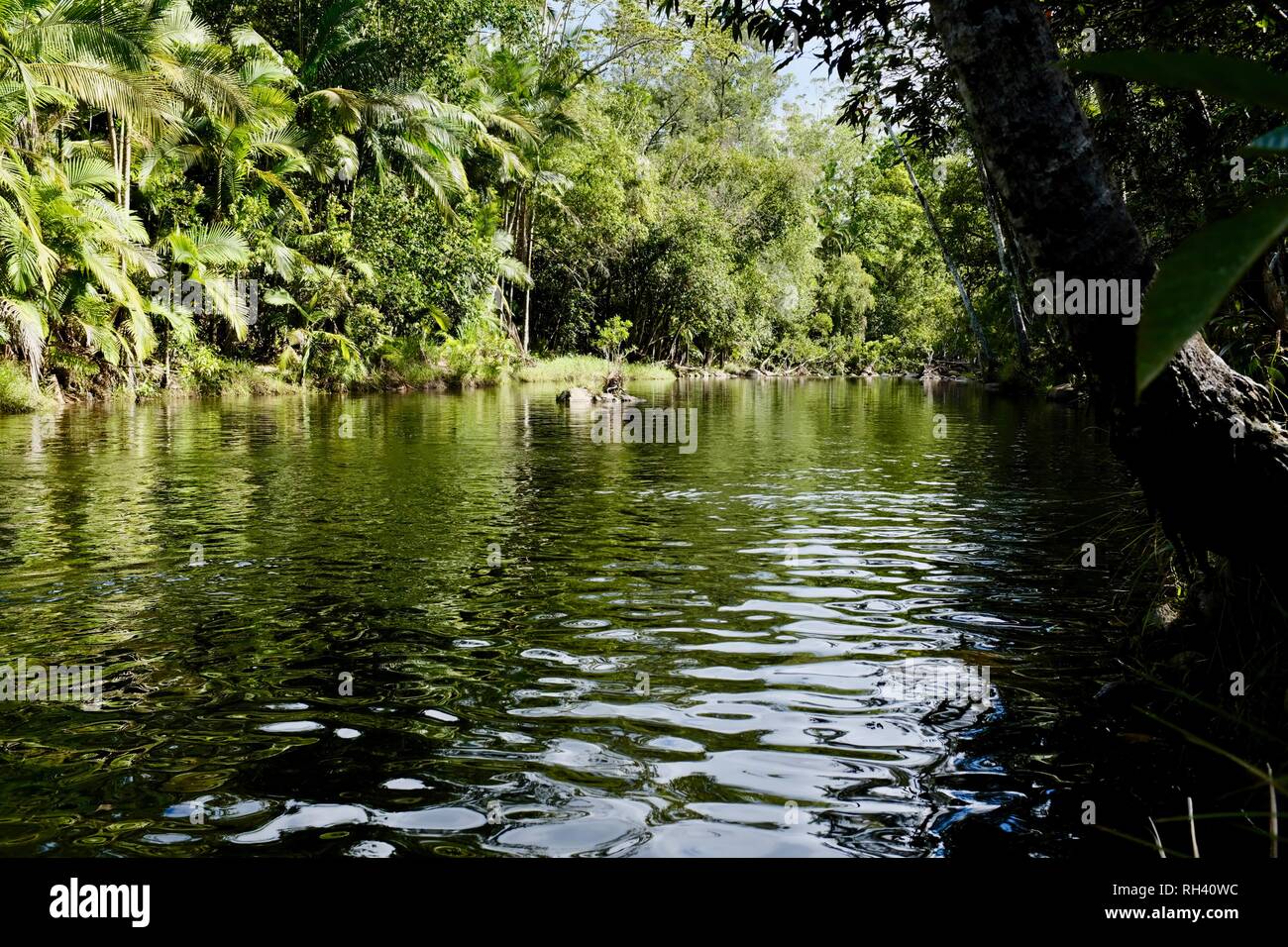 Cool running water in a tropical stream, Finch Hatton, Queensland 4756 ...