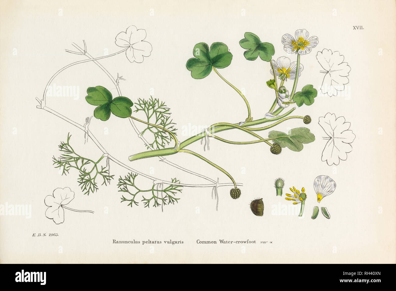 Antique Hand-Colored English Victorian Botanical Illustration, Circa ...