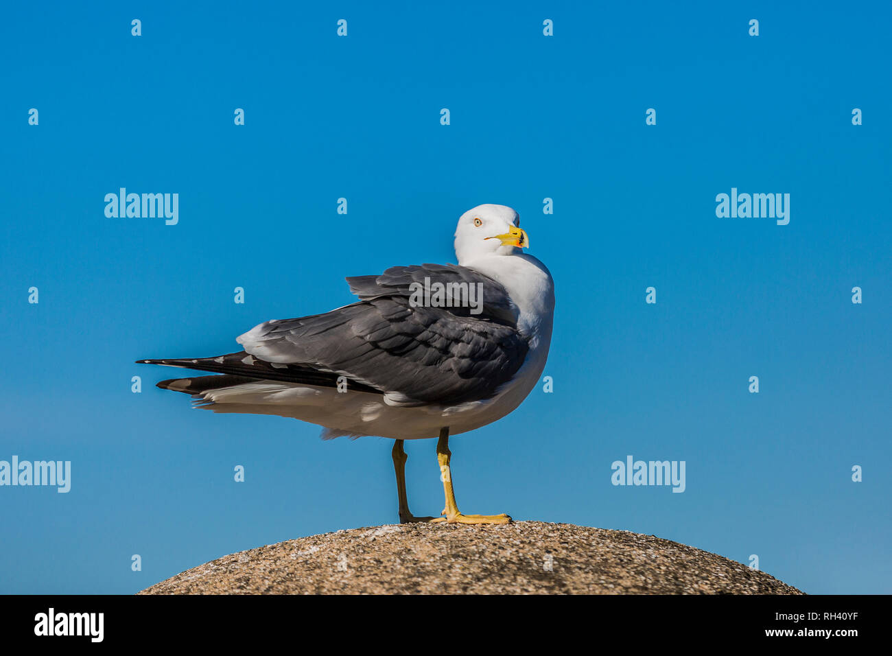 Seagull with gray and white feathers on a stone turning its head ...