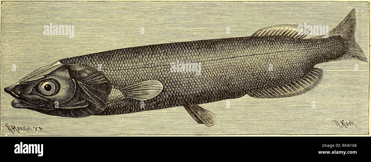 Tanger animal hi-res stock photography and images - Alamy