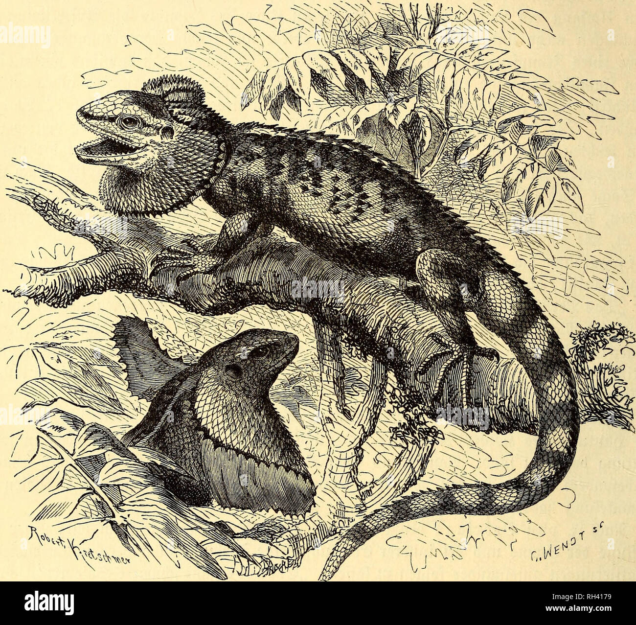 . Brehms Tierleben : allgemeine Kunde des Tierreichs : mit 1800 ...