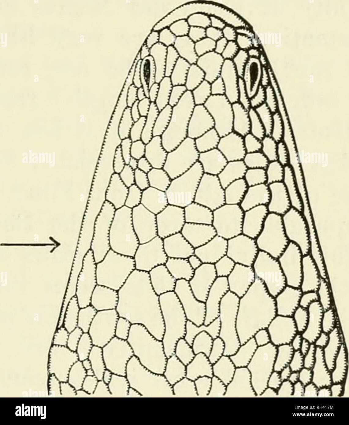 . Breviora. . N,S- BflLEflTUS RICORDII Fig. 1. The two extremes of ...