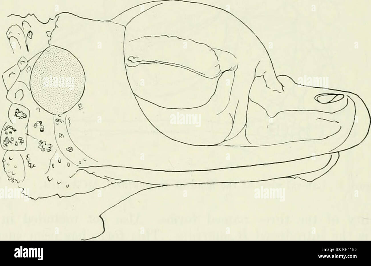 Pustulous hi-res stock photography and images - Alamy