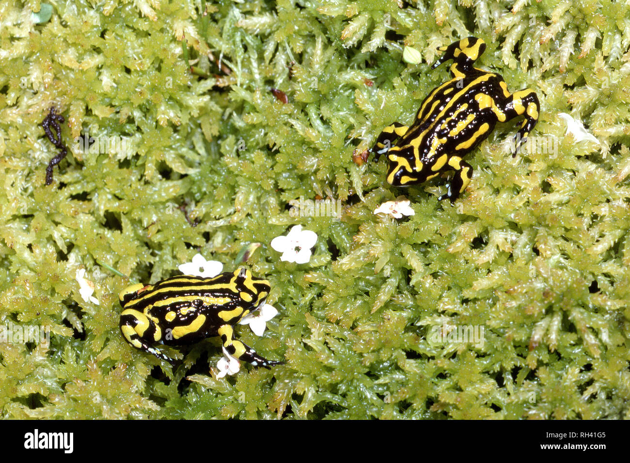 Corroboree frog hi-res stock photography and images - Alamy