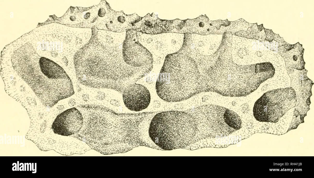 Euspongia hi-res stock photography and images - Alamy