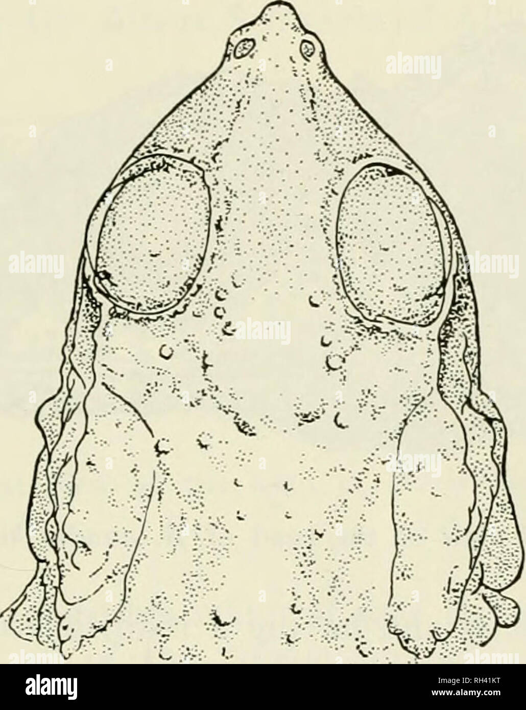 . Breviora. 1950 NEW SPECIES OF CUBAN TOAD tnbei'cles on the doi-sum of ...