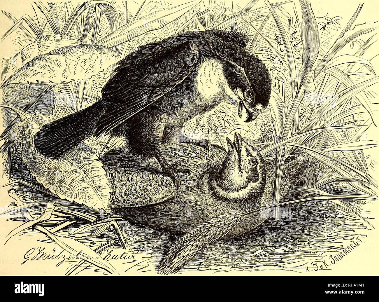 Eifrig jagen hi-res stock photography and images - Alamy