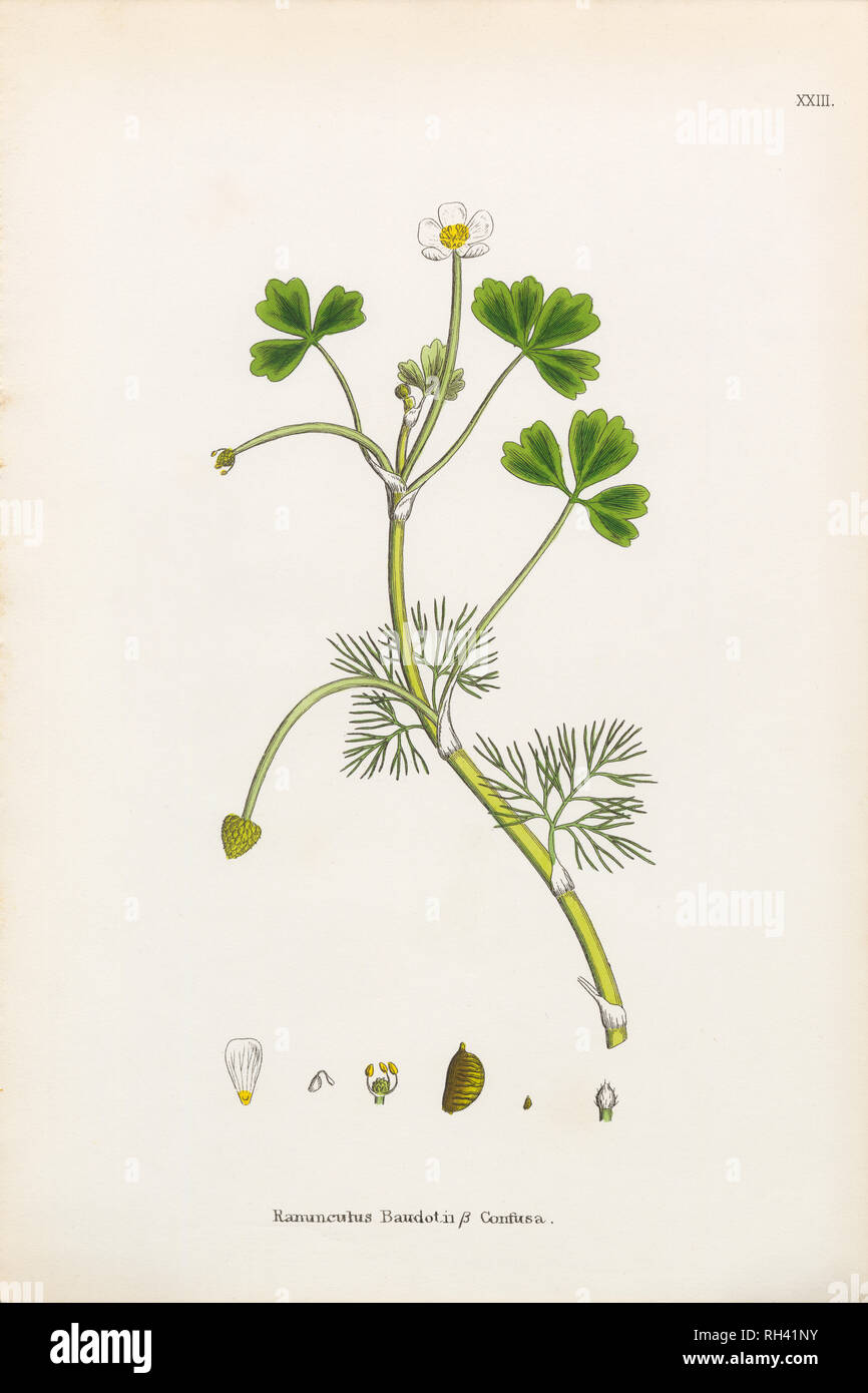 Antique Hand-Colored English Victorian Botanical Illustration, Circa ...