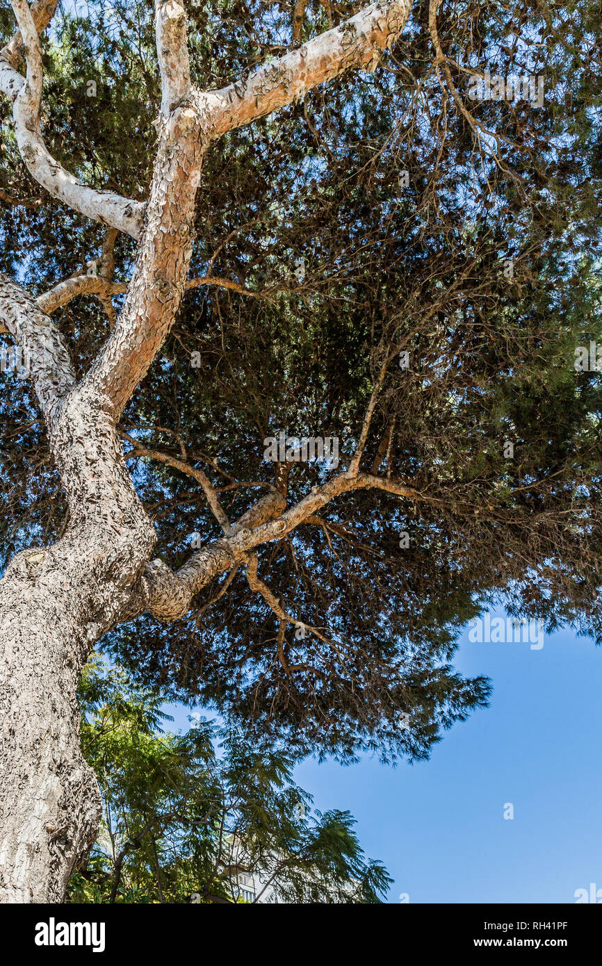Beautiful image of a trunk of a tree with branches and green leaves ...