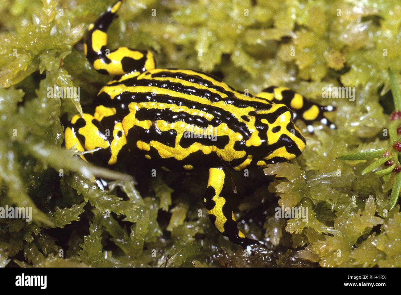 Corroboree frog hi-res stock photography and images - Alamy