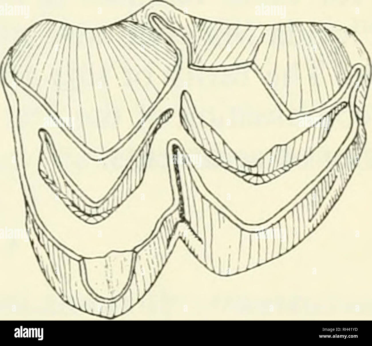 Oreodont Stock Photos & Oreodont Stock Images - Alamy