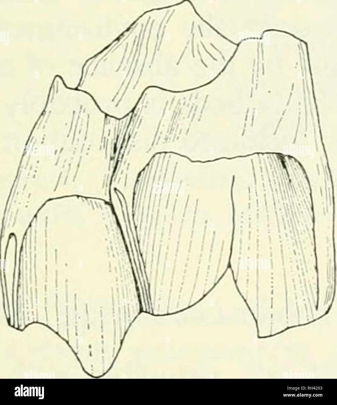 Merycoidodontidae hi-res stock photography and images - Alamy