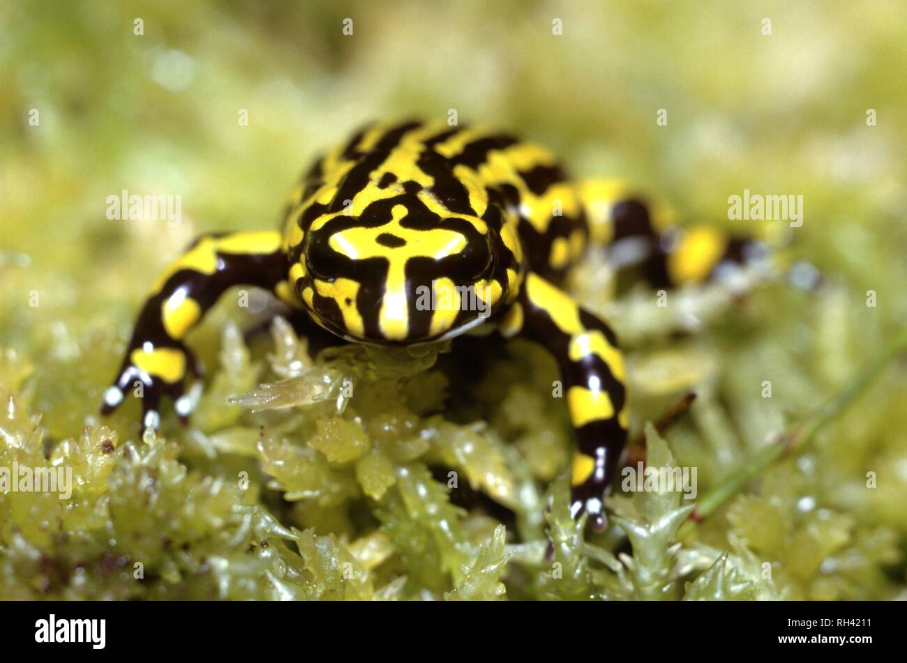 Northern Corroboree Frog Stock Photo - Alamy