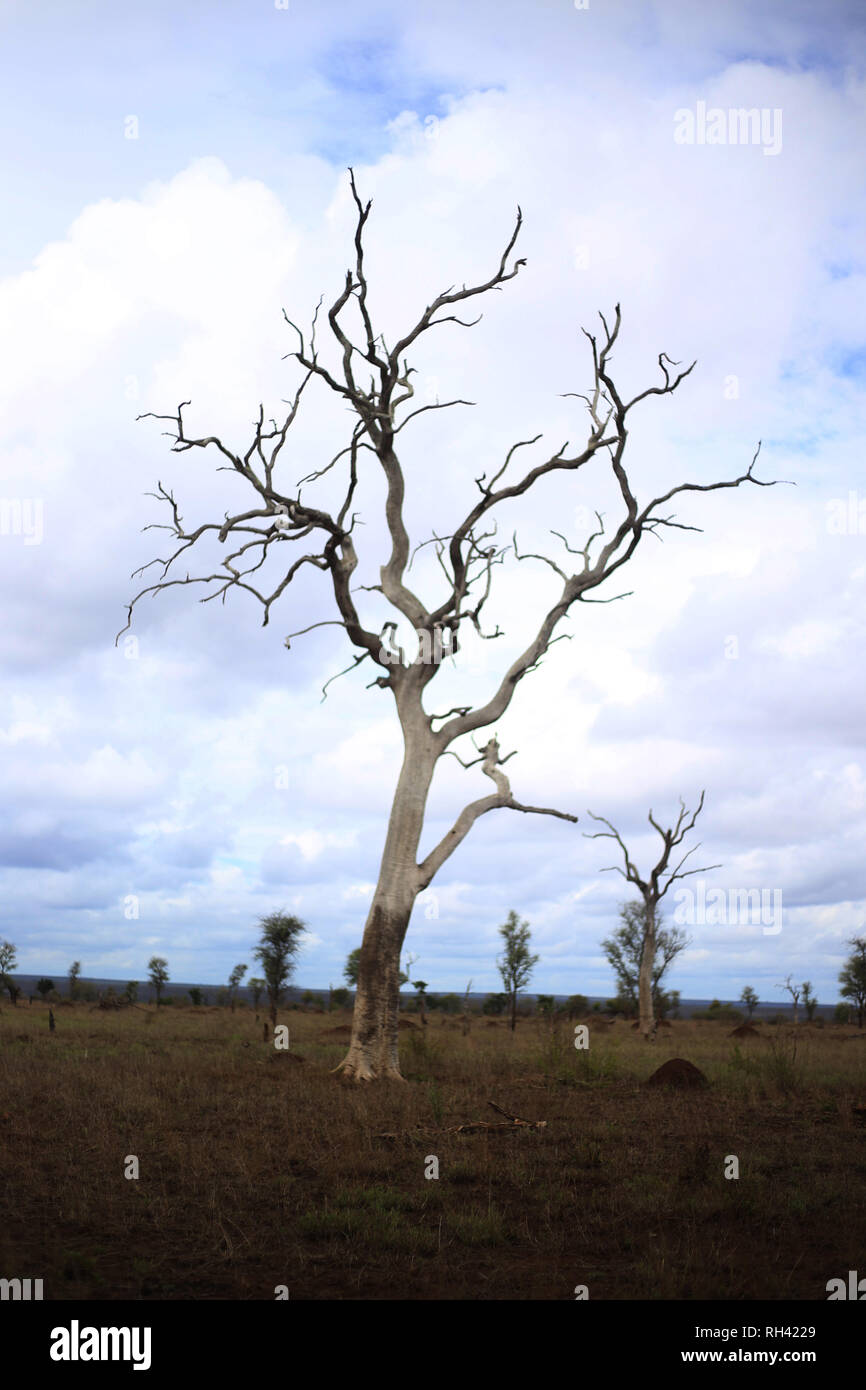 Dead tree in front of cloudy sky hi-res stock photography and images ...